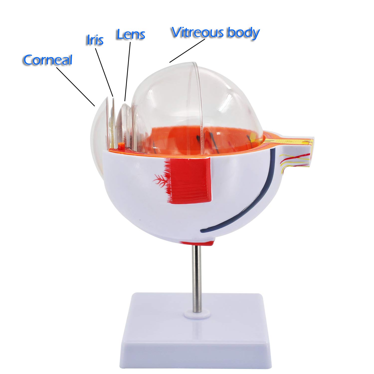 Anatomy Eye Model, 6X Enlarged Eyeball Model - Eagle Eye Store